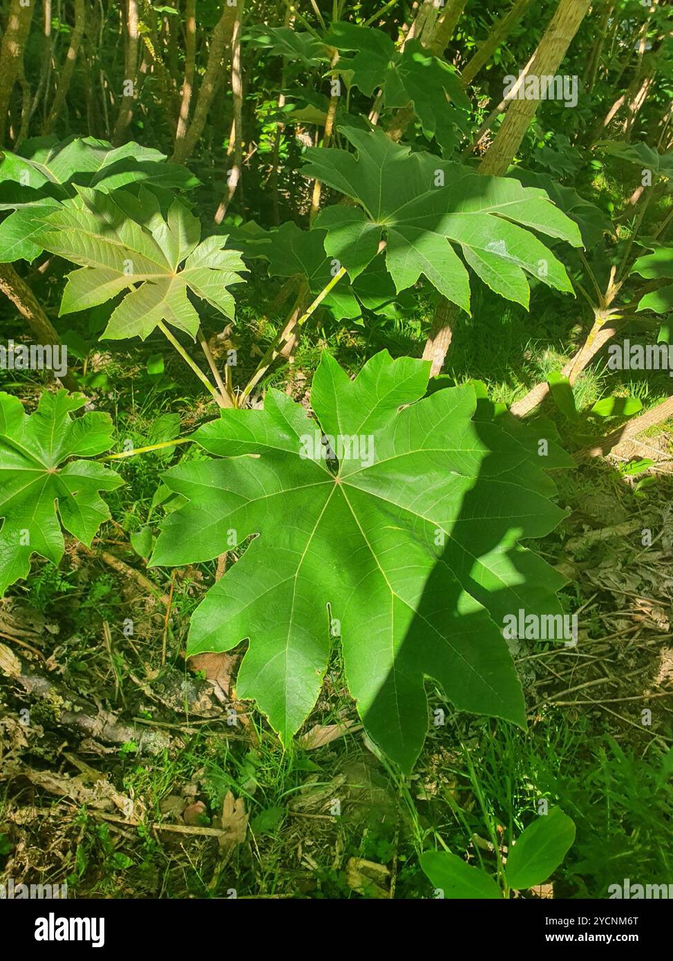 Rice paper plant (Tetrapanax papyrifer) Plantae Stock Photo - Alamy