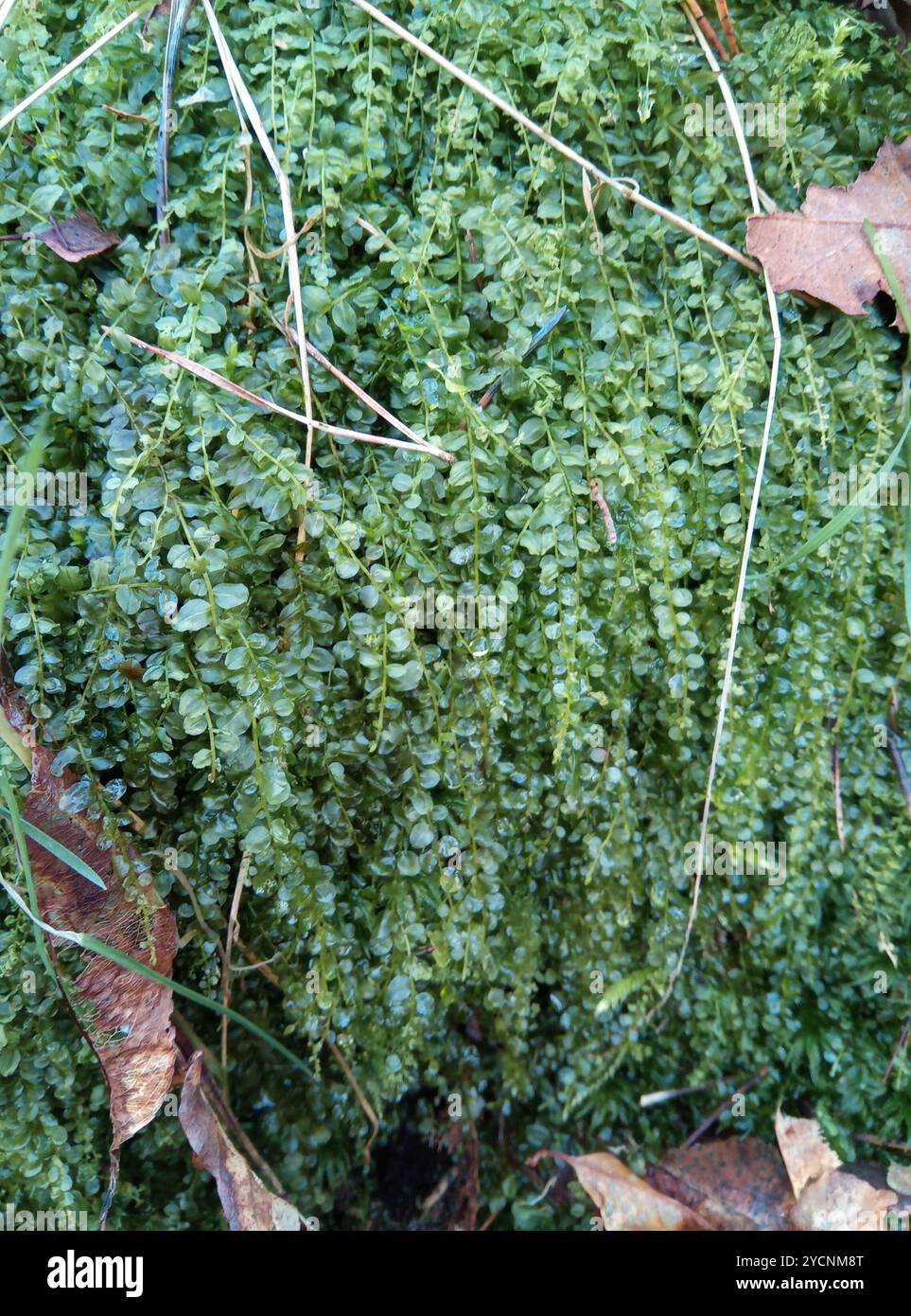 Many-fruited Thyme-moss (Plagiomnium affine) Plantae Stock Photo - Alamy
