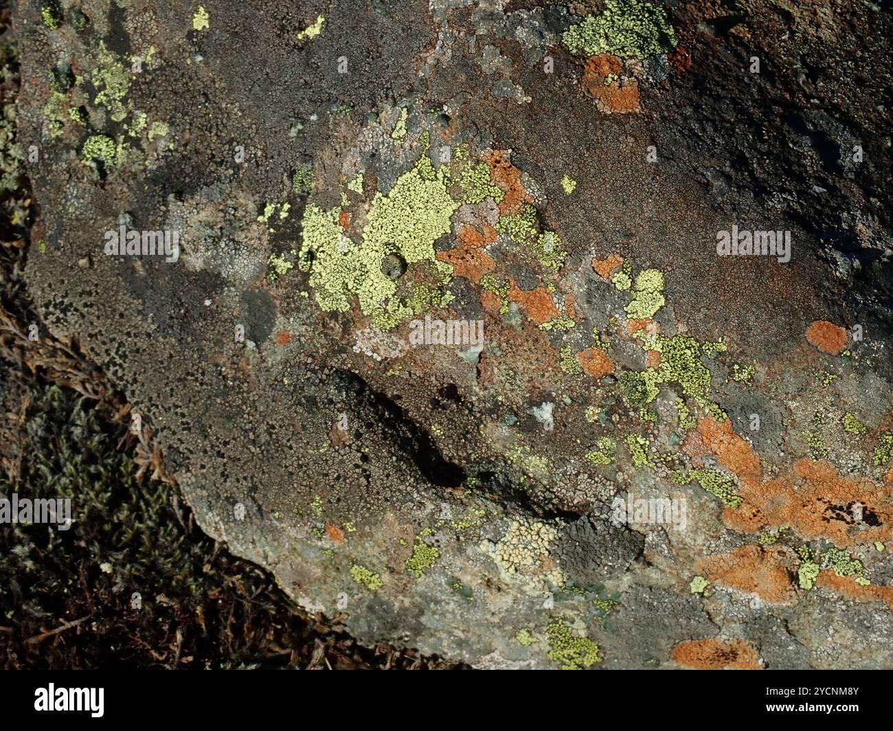 lemon map lichen (Rhizocarpon macrosporum) Fungi Stock Photo - Alamy