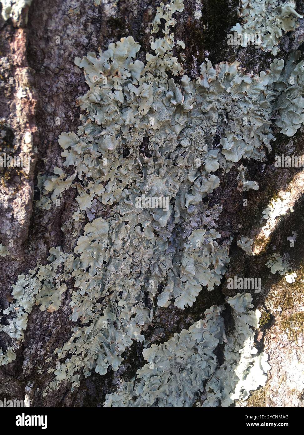 typical shield lichens (Parmelioideae) Fungi Stock Photo - Alamy