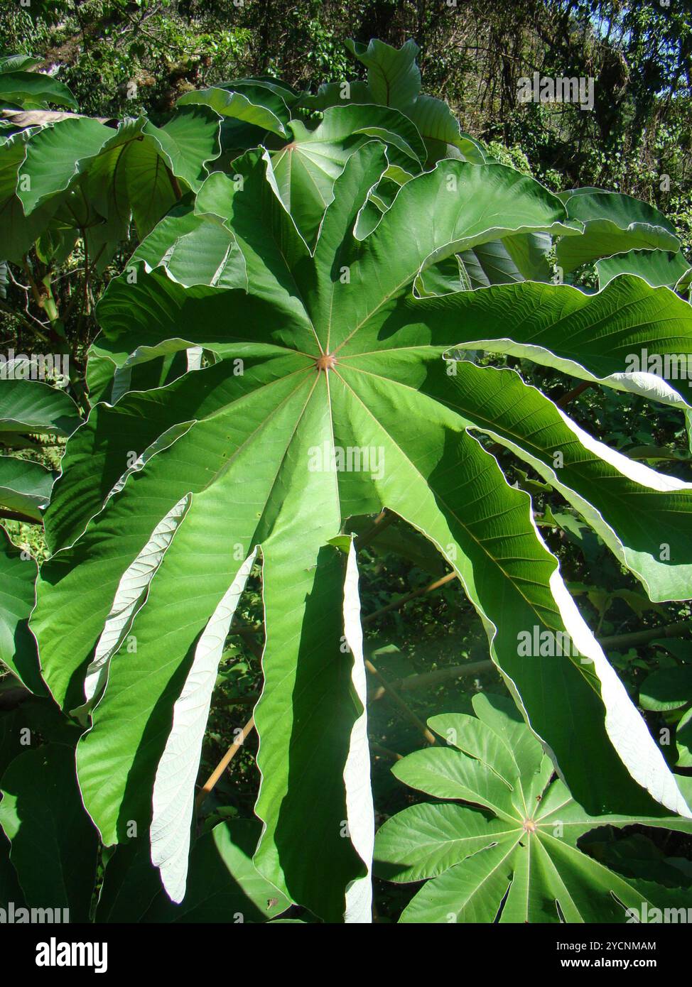 trumpet tree (Cecropia peltata) Plantae Stock Photo - Alamy