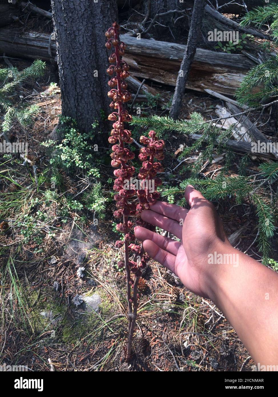 woodland pinedrops (Pterospora andromedea) Plantae Stock Photo - Alamy