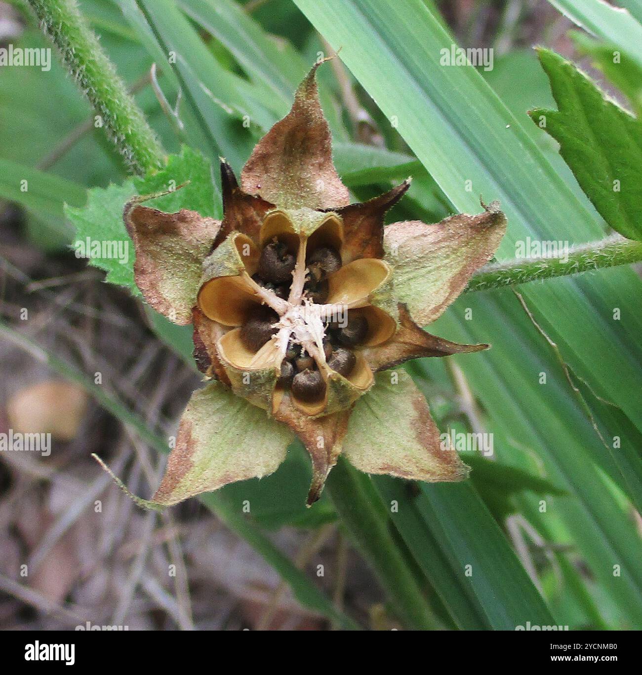 Mallow and Hibiscus Family (Malvaceae) Plantae Stock Photo - Alamy