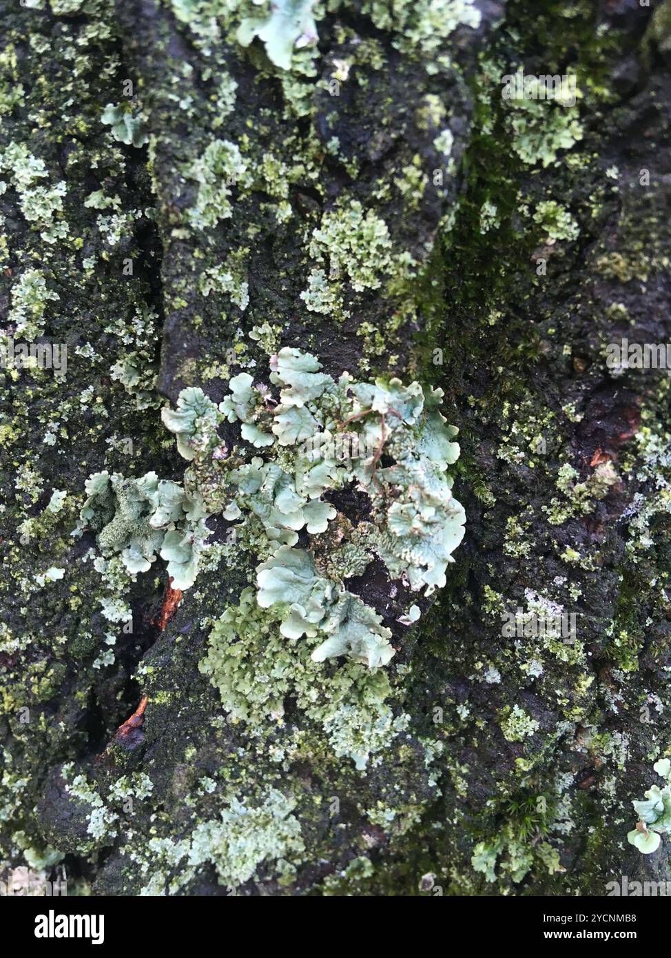common greenshield lichen (Flavoparmelia caperata) Fungi Stock Photo ...