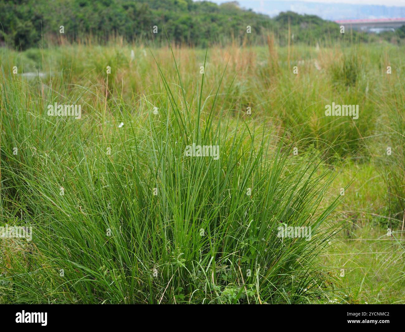 Wild Cane (Saccharum spontaneum) Plantae Stock Photo - Alamy