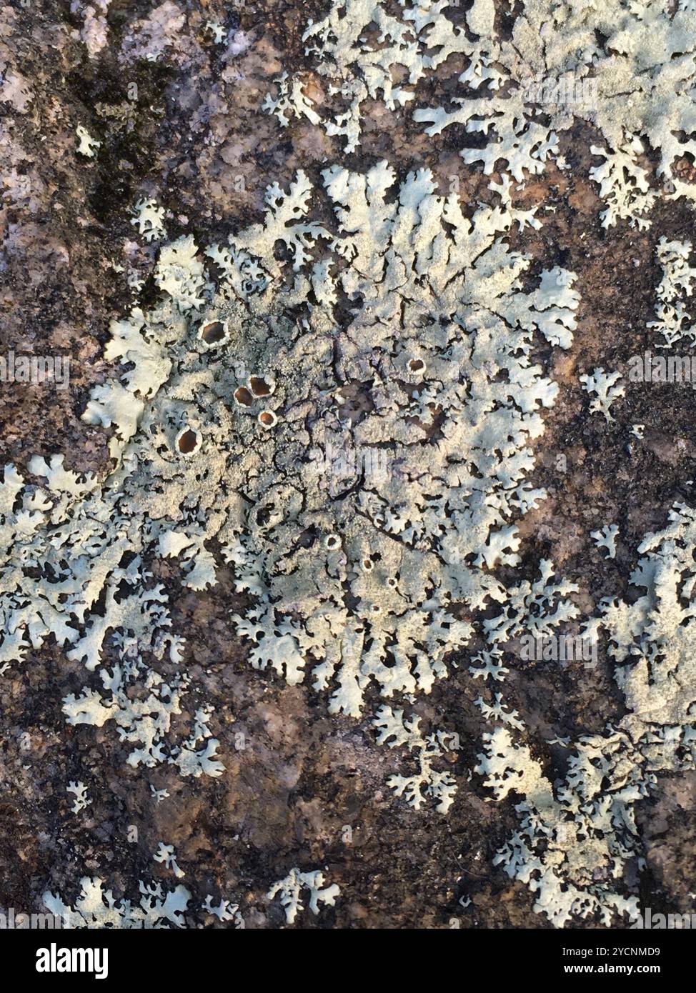 typical shield lichens (Parmelioideae) Fungi Stock Photo - Alamy