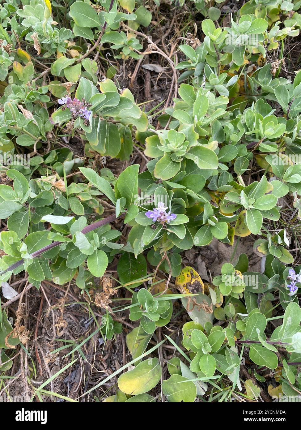 Beach Vitex (Vitex rotundifolia) Plantae Stock Photo - Alamy