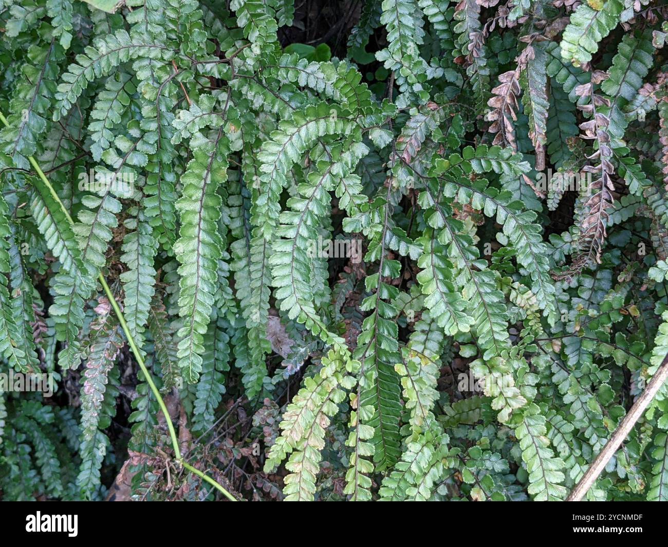 Rough Maidenhair Fern (Adiantum hispidulum) Plantae Stock Photo - Alamy