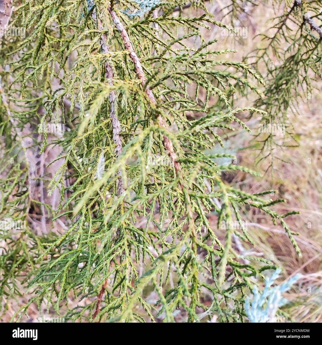 vascular plants (Tracheophyta) Plantae Stock Photo - Alamy