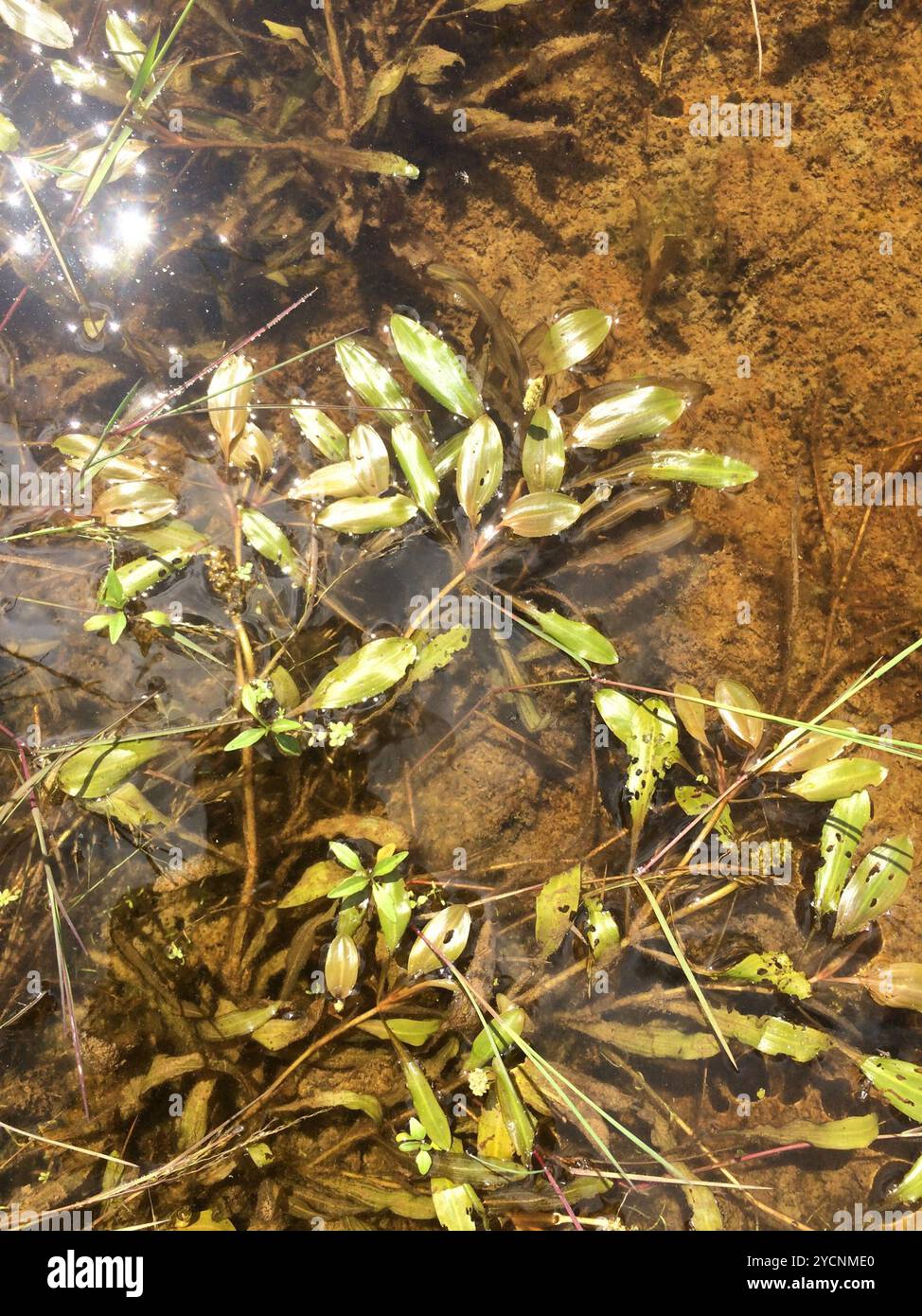 Northern Pondweed (Potamogeton alpinus) Plantae Stock Photo - Alamy