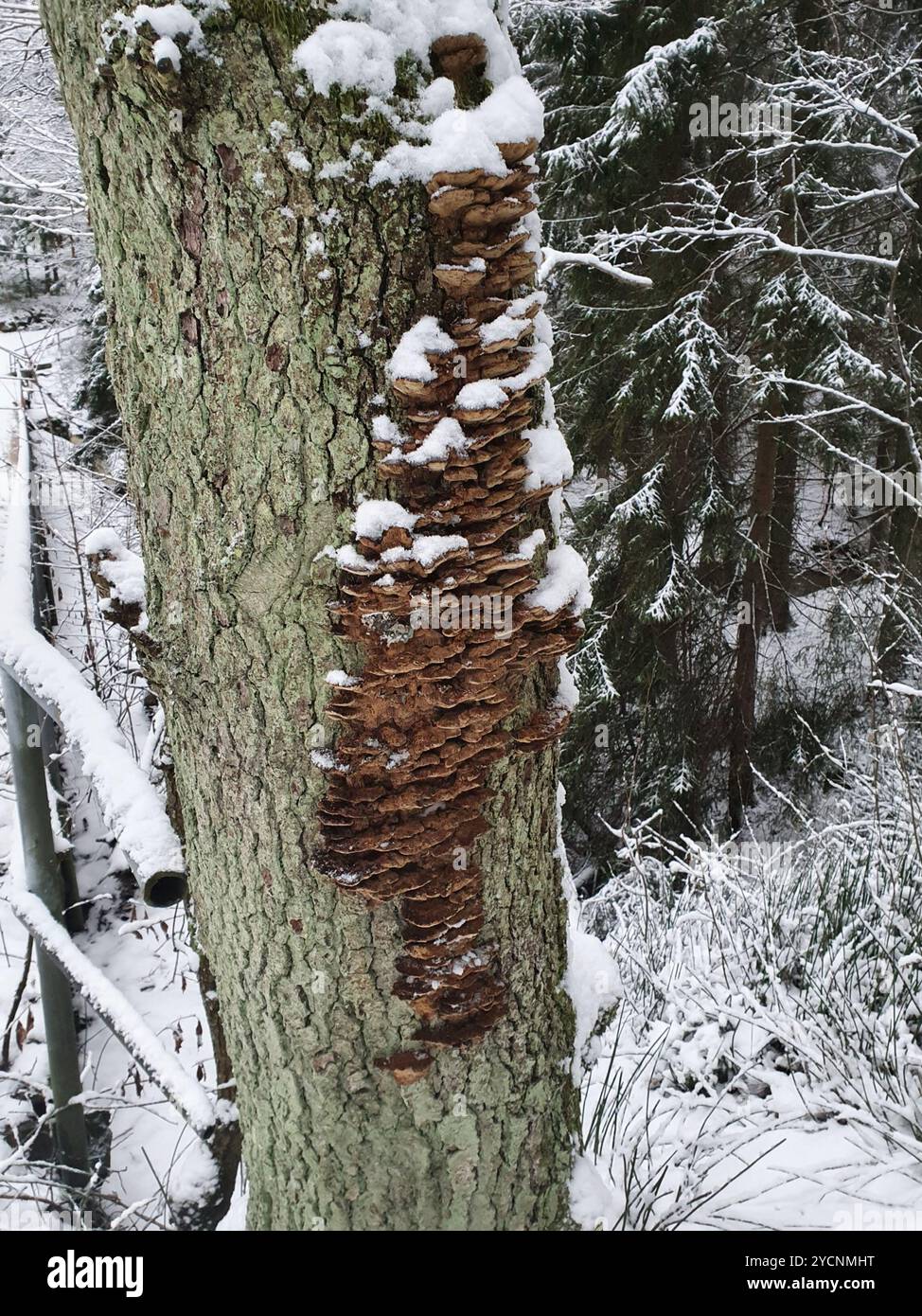 Alder Bracket (Mensularia radiata) Fungi Stock Photo - Alamy
