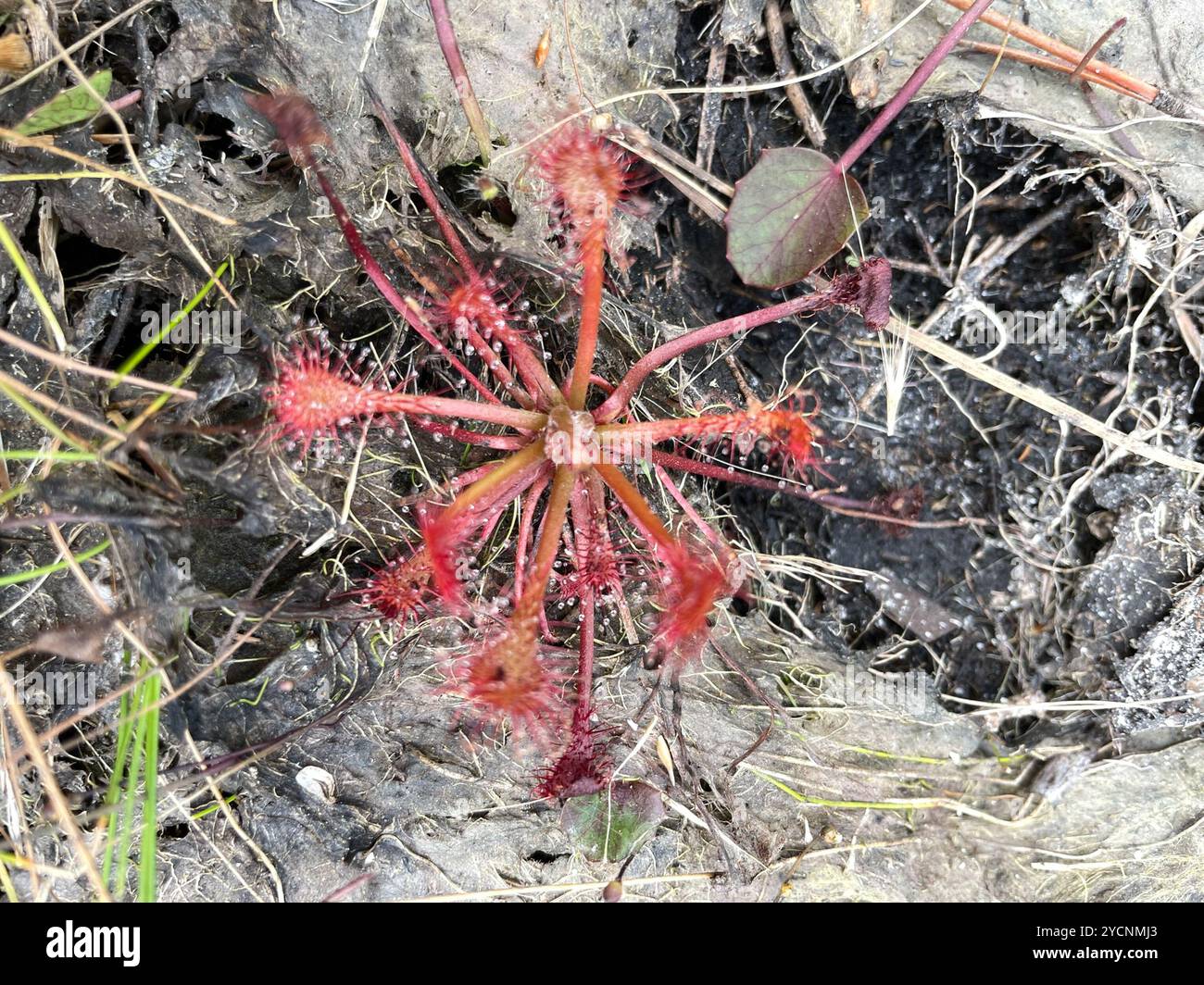Pink Sundew (Drosera capillaris) Plantae Stock Photo - Alamy