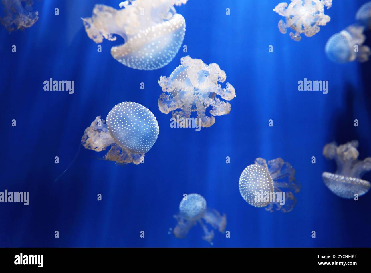 The jellies hi-res stock photography and images - Alamy