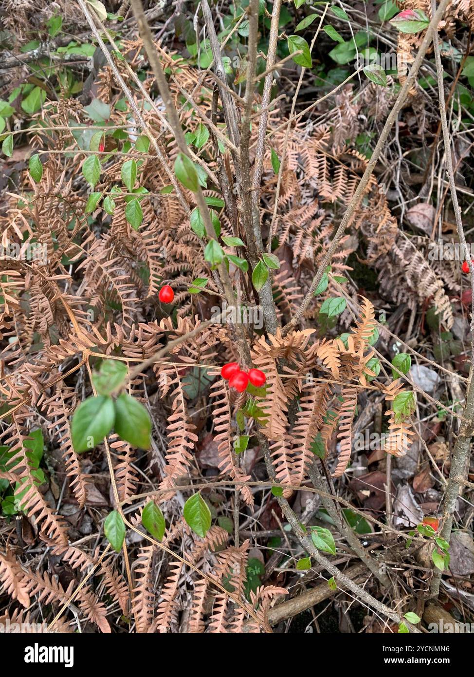 Himalayan cotoneaster (Cotoneaster simonsii) Plantae Stock Photo - Alamy