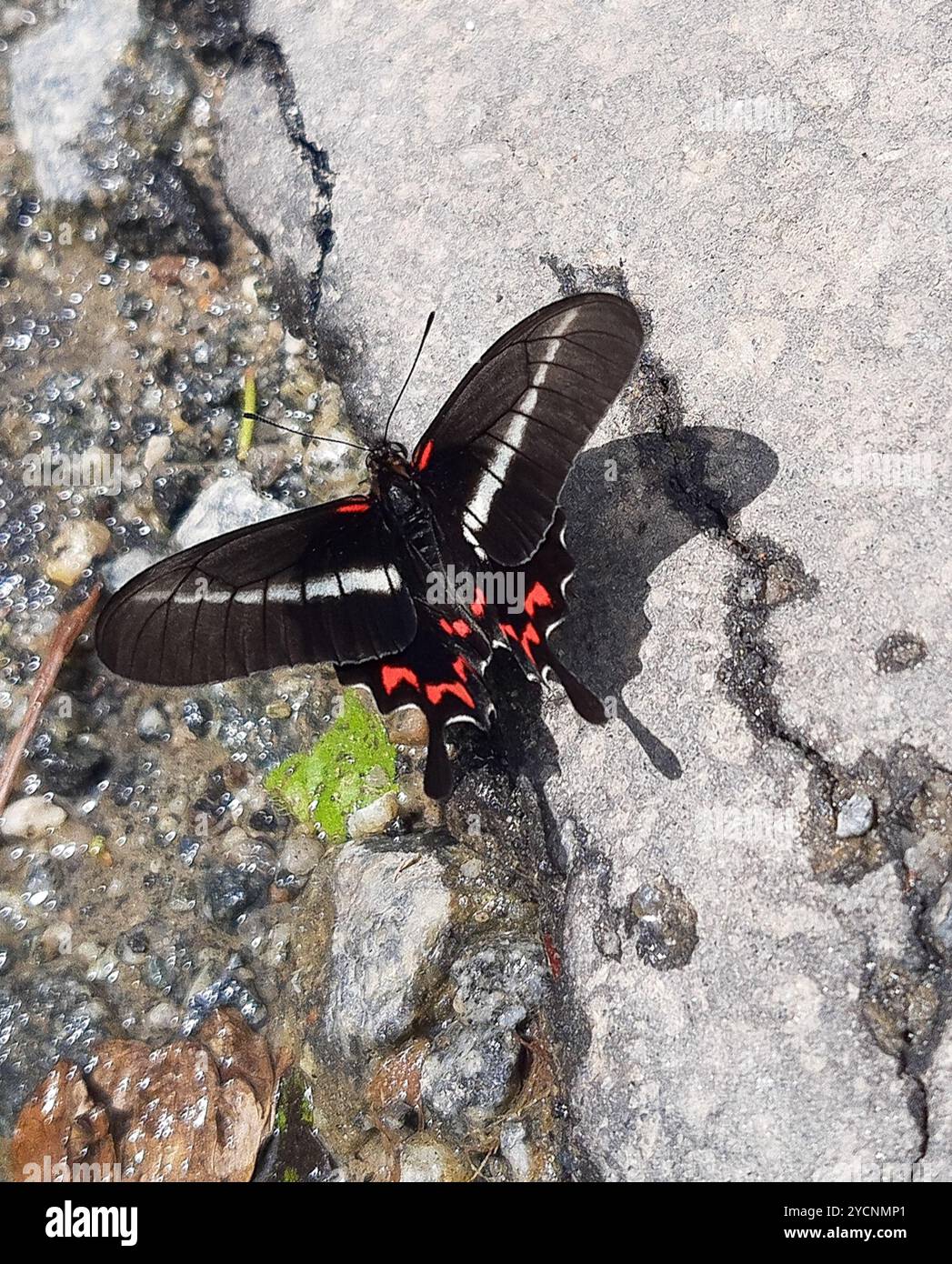 (Mimoides lysithous) Insecta Stock Photo - Alamy