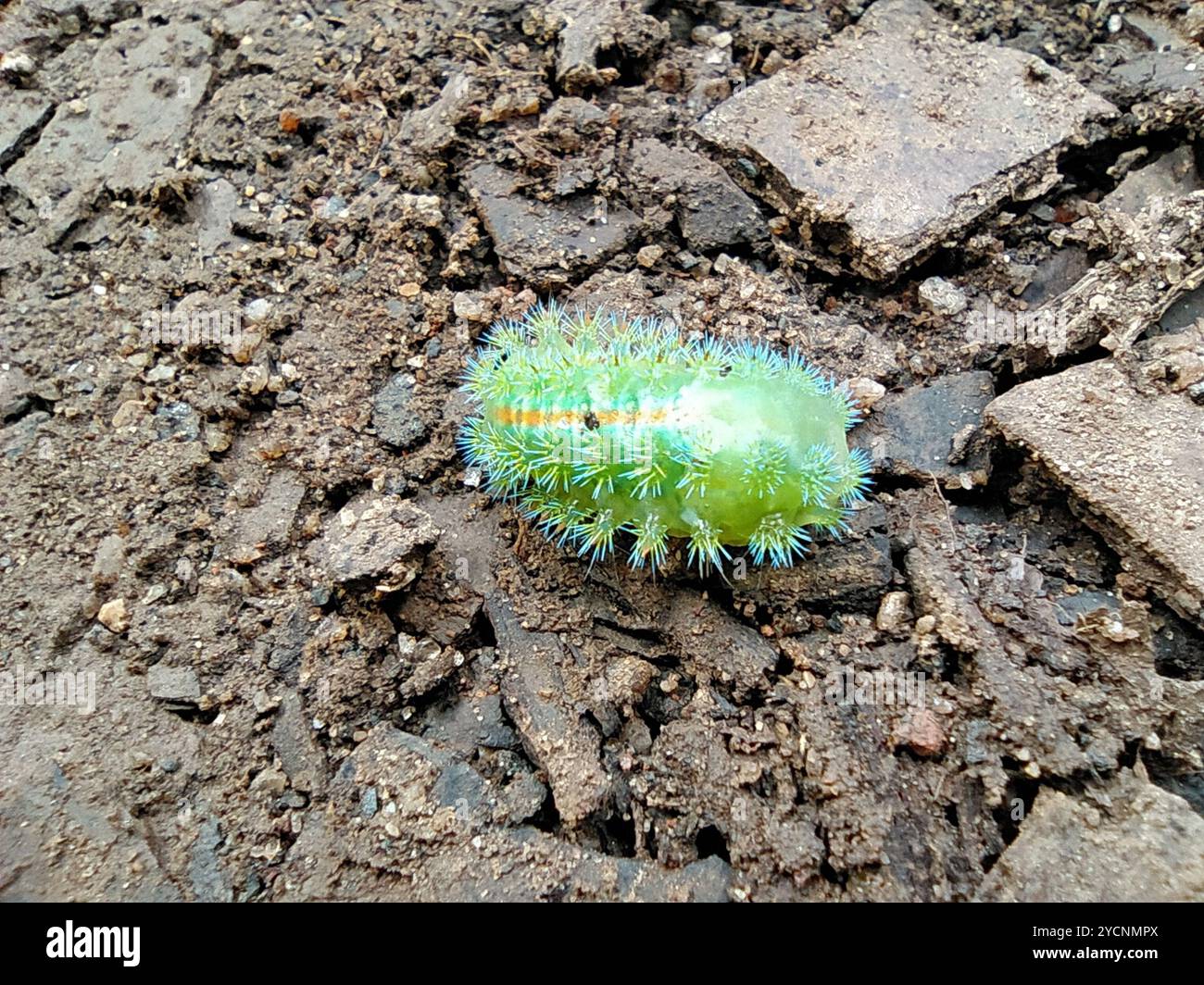 Slug Caterpillar Moths (Limacodidae) Insecta Stock Photo - Alamy
