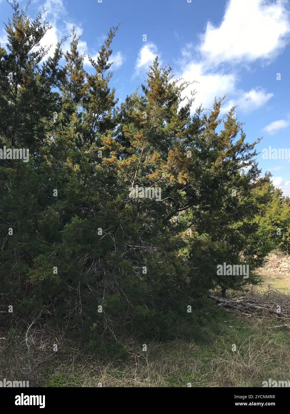 Ashe juniper (Juniperus ashei) Plantae Stock Photo - Alamy
