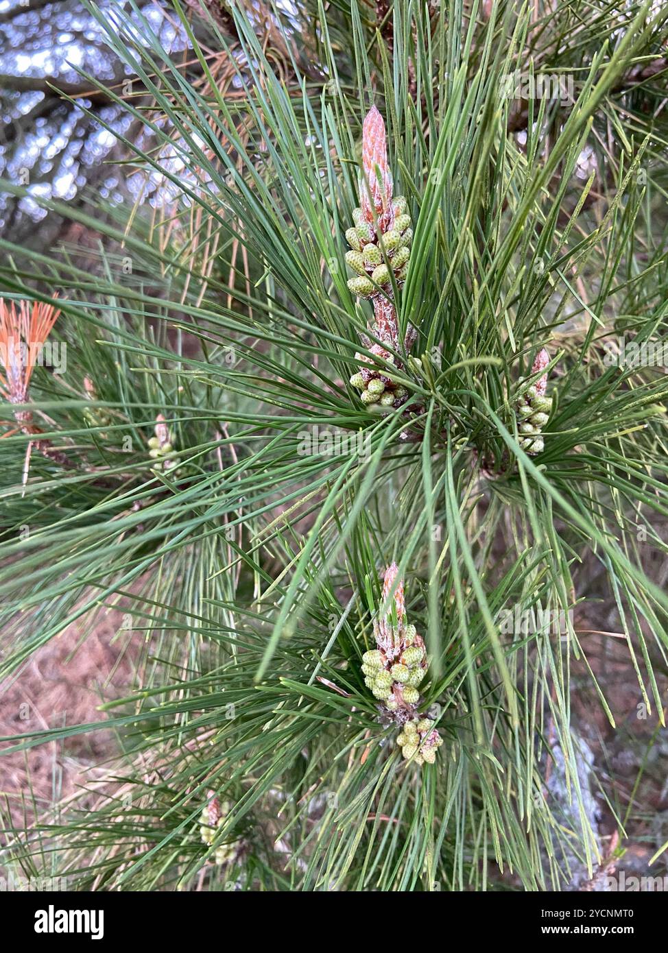 Monterey pine (Pinus radiata) Plantae Stock Photo - Alamy