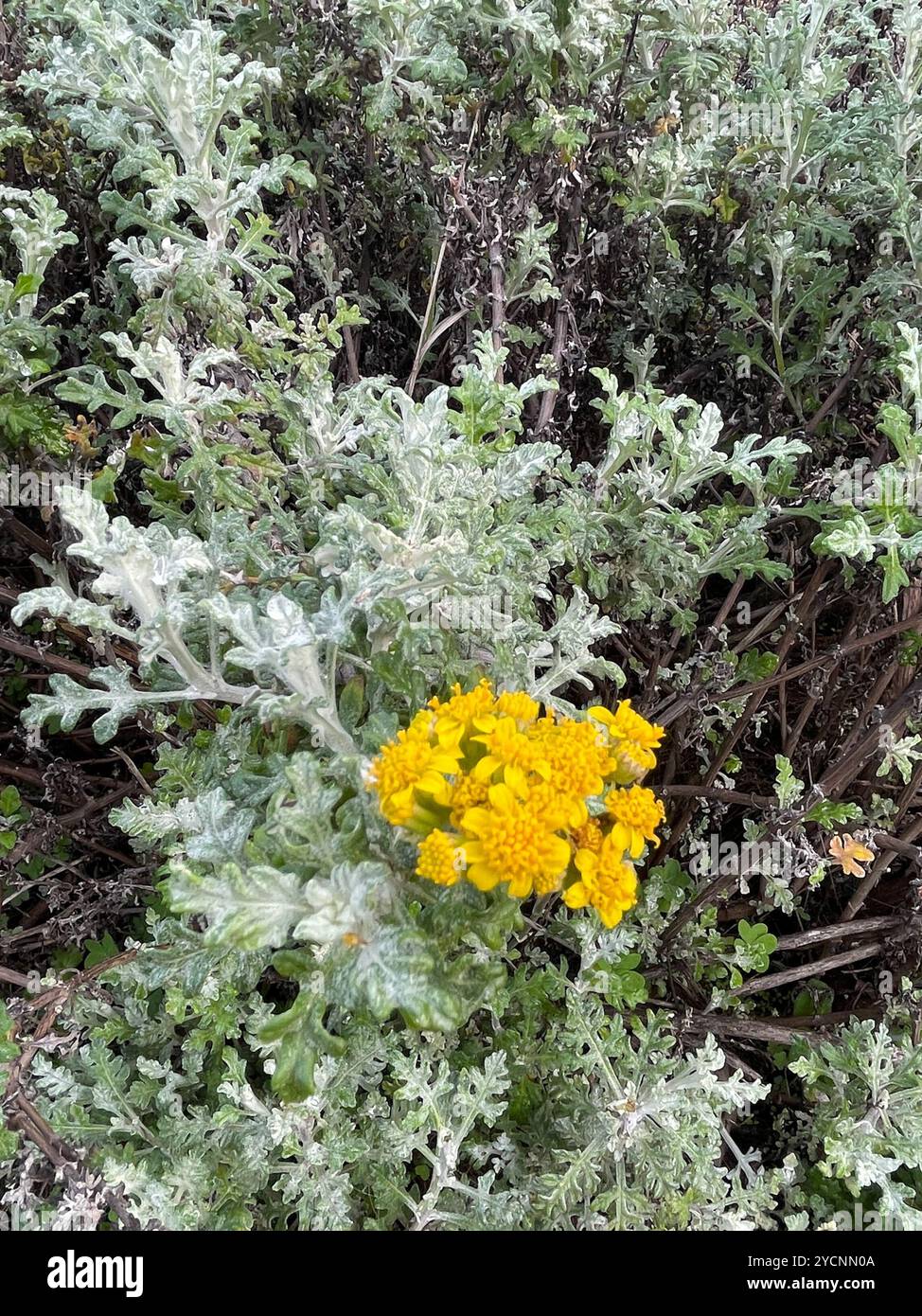 seaside woolly sunflower (Eriophyllum staechadifolium) Plantae Stock ...