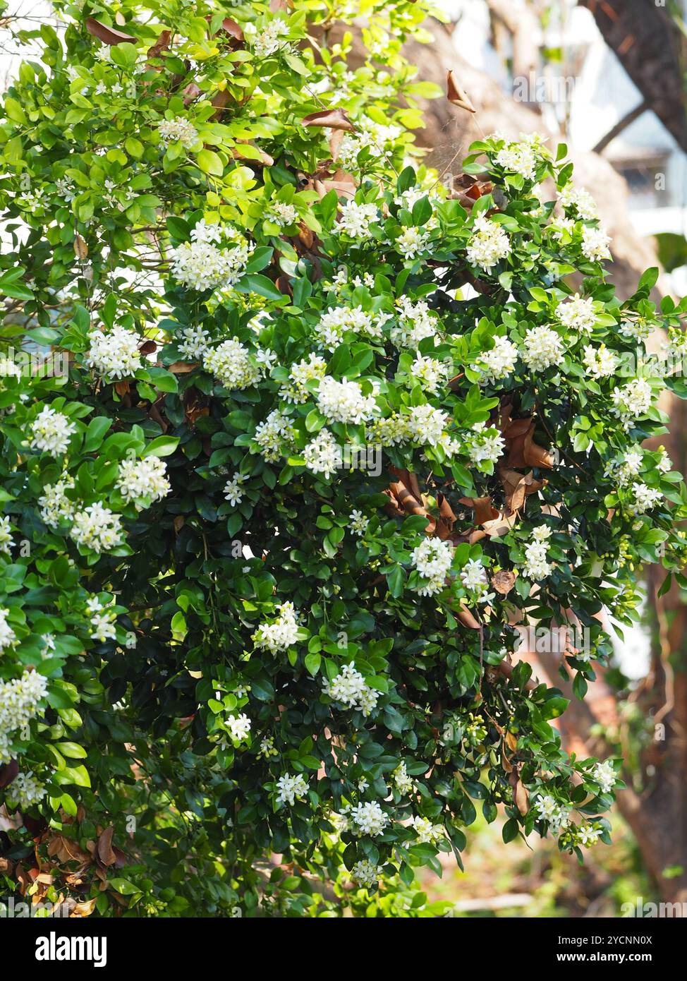 Orange Jasmine (Murraya paniculata) Plantae Stock Photo - Alamy