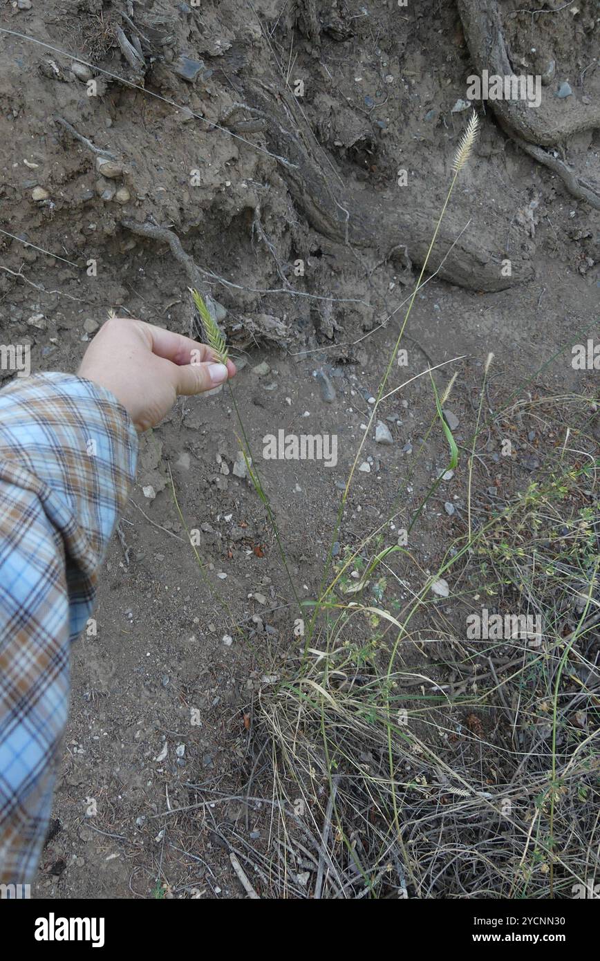 Crested Wheatgrass (Agropyron cristatum) Plantae Stock Photo - Alamy