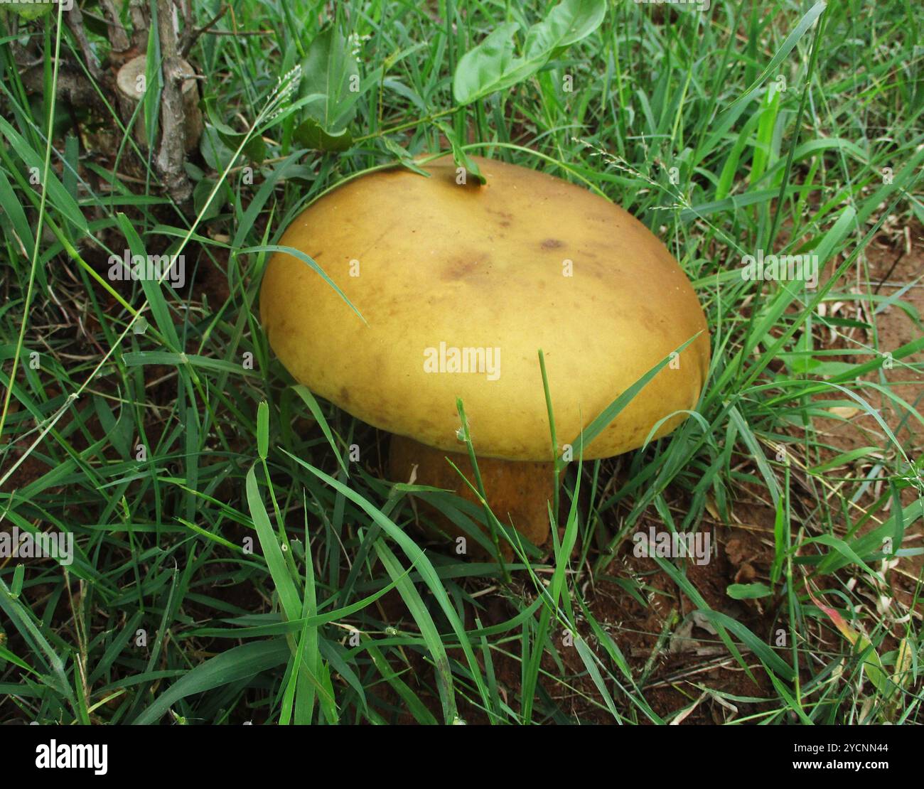 boletes (Boletaceae) Fungi Stock Photo - Alamy