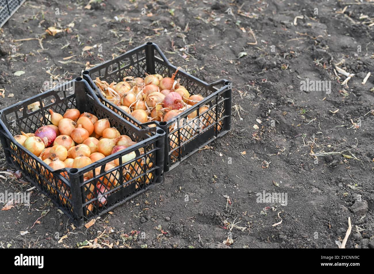 harvest time. onions in two boxes Stock Photo - Alamy