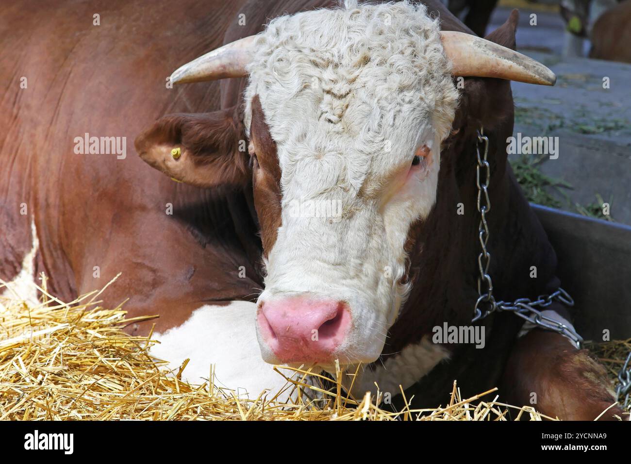 Bull pen hi-res stock photography and images - Alamy