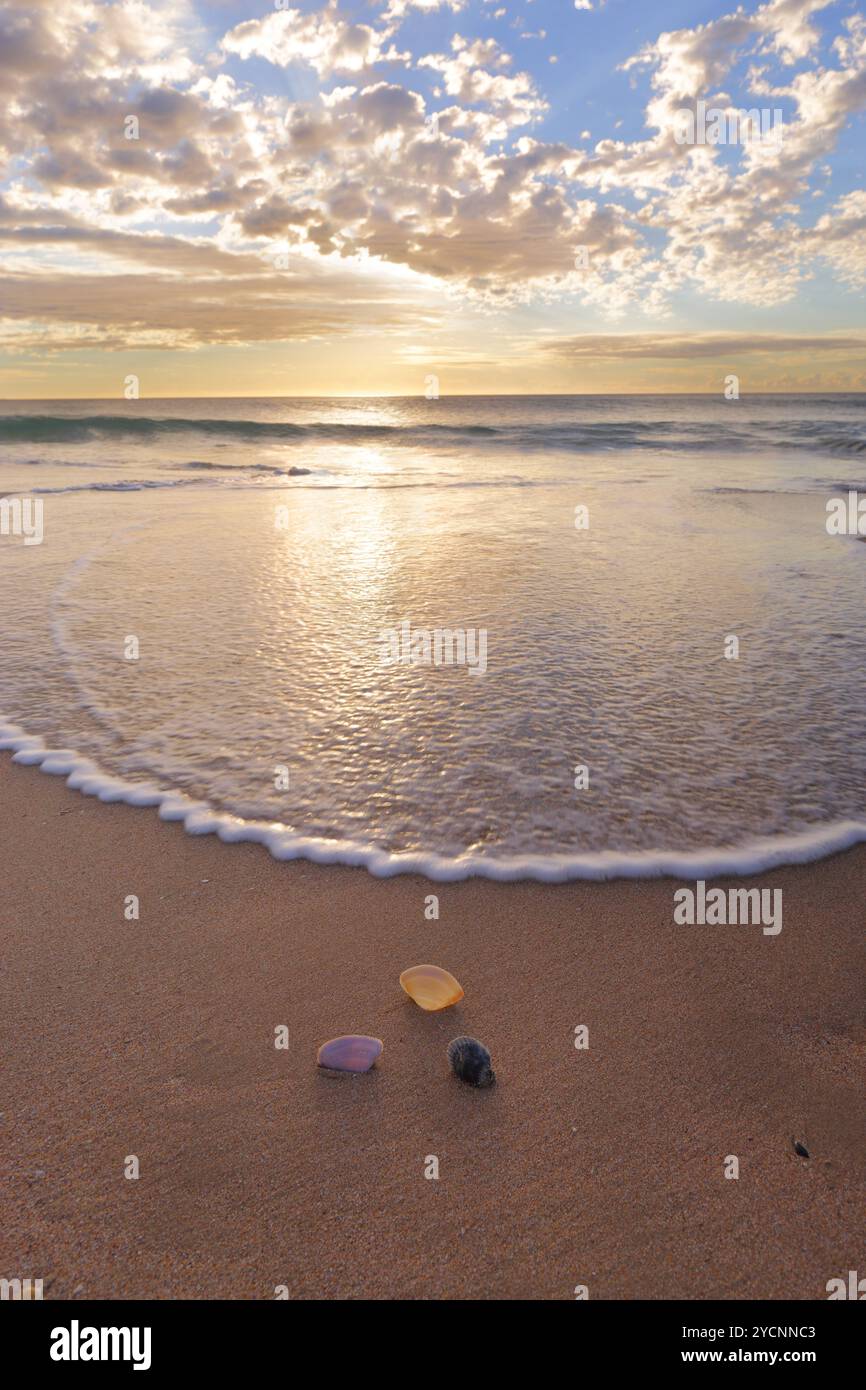 Seashells on beach sunrise hi-res stock photography and images - Alamy