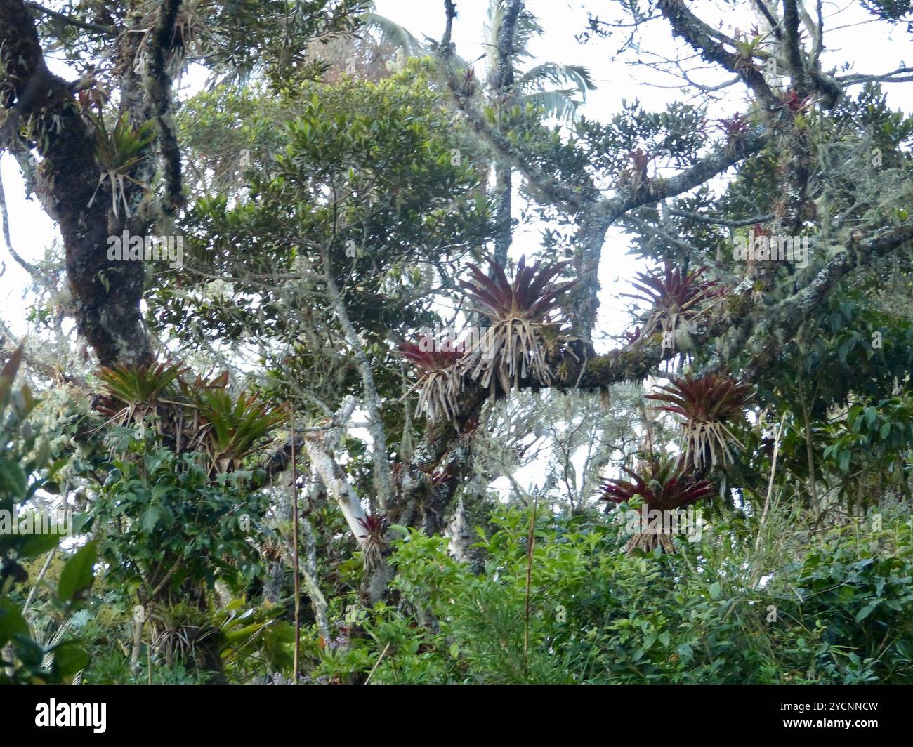 Tillandsioids (Tillandsioideae) Plantae Stock Photo - Alamy