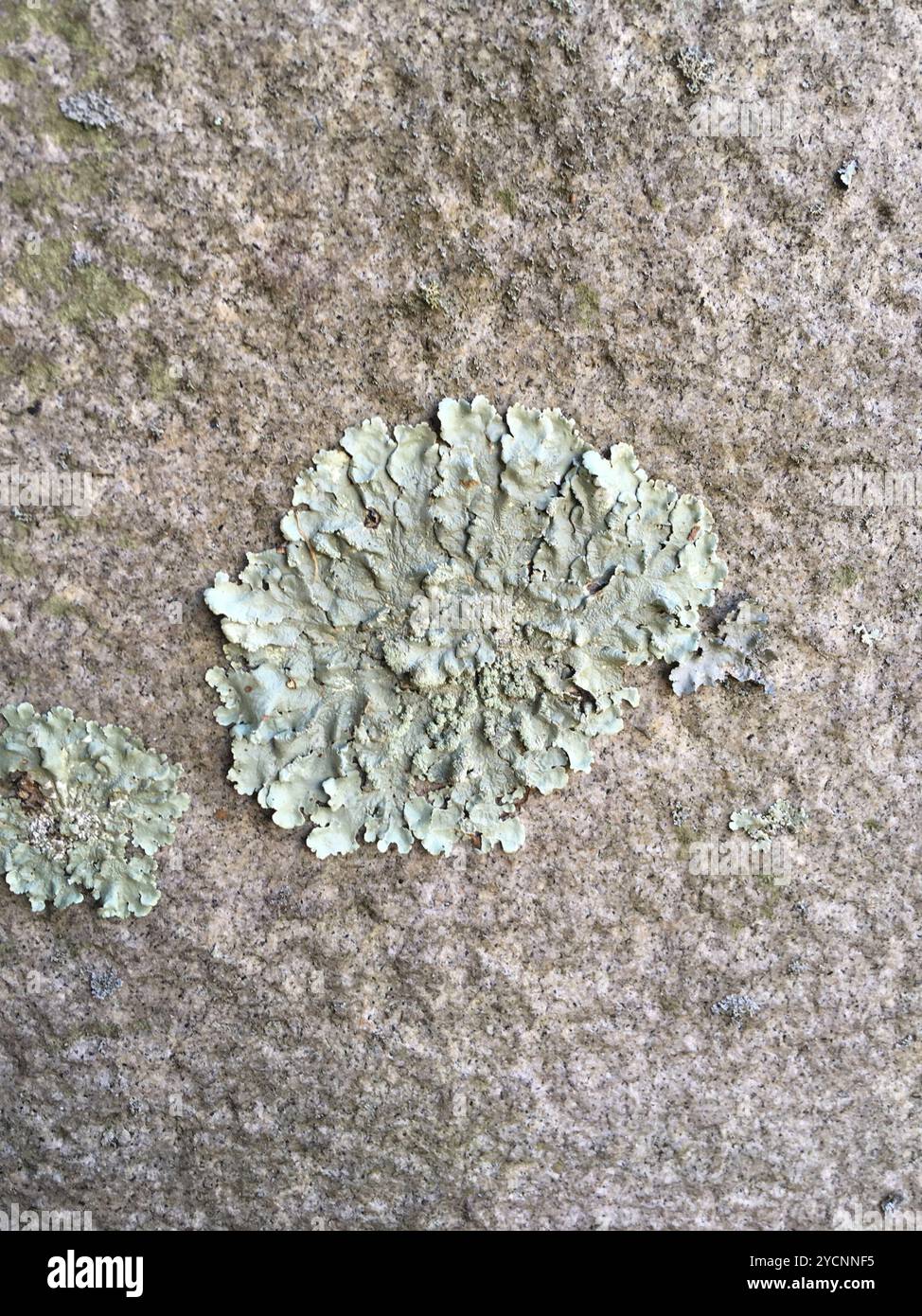 typical shield lichens (Parmelioideae) Fungi Stock Photo - Alamy