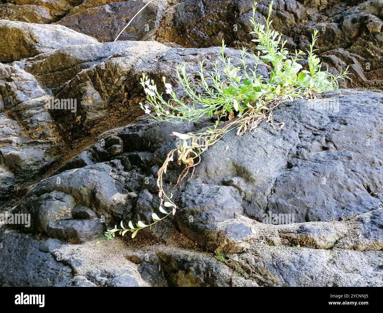 Water Pimpernel (Samolus porosus) Plantae Stock Photo - Alamy