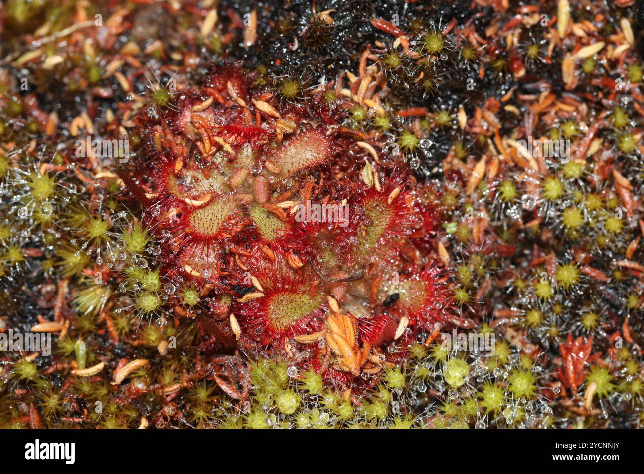 Alice Sundew (Drosera aliciae) Plantae Stock Photo - Alamy