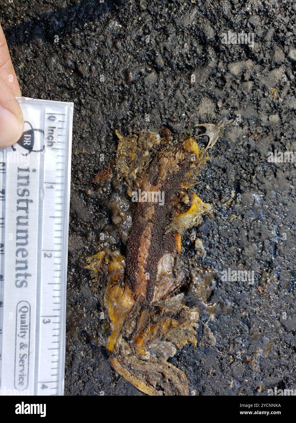 Pacific Newts (Taricha) Amphibia Stock Photo - Alamy