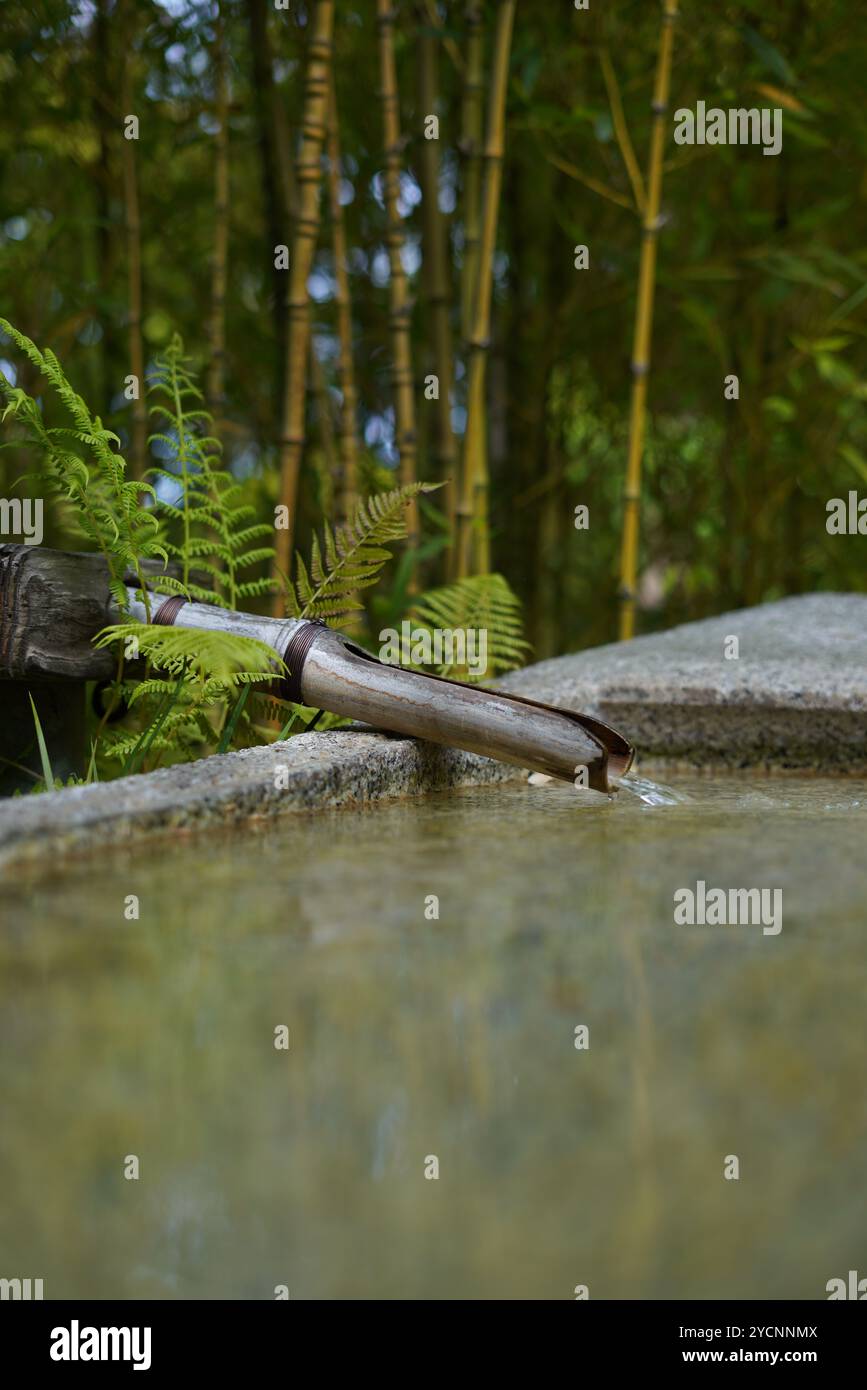 A zen bamboo water spout in a natural garden Stock Photo - Alamy