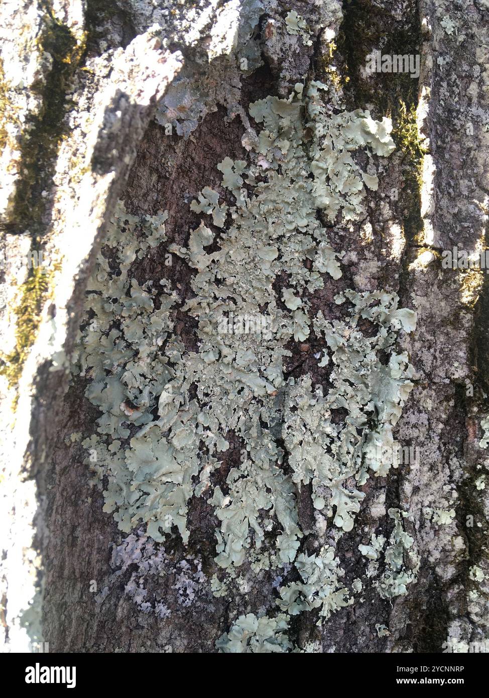 typical shield lichens (Parmelioideae) Fungi Stock Photo - Alamy
