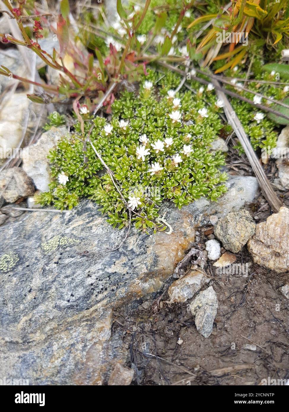 Turf-mat daisy (Raoulia subsericea) Plantae Stock Photo - Alamy