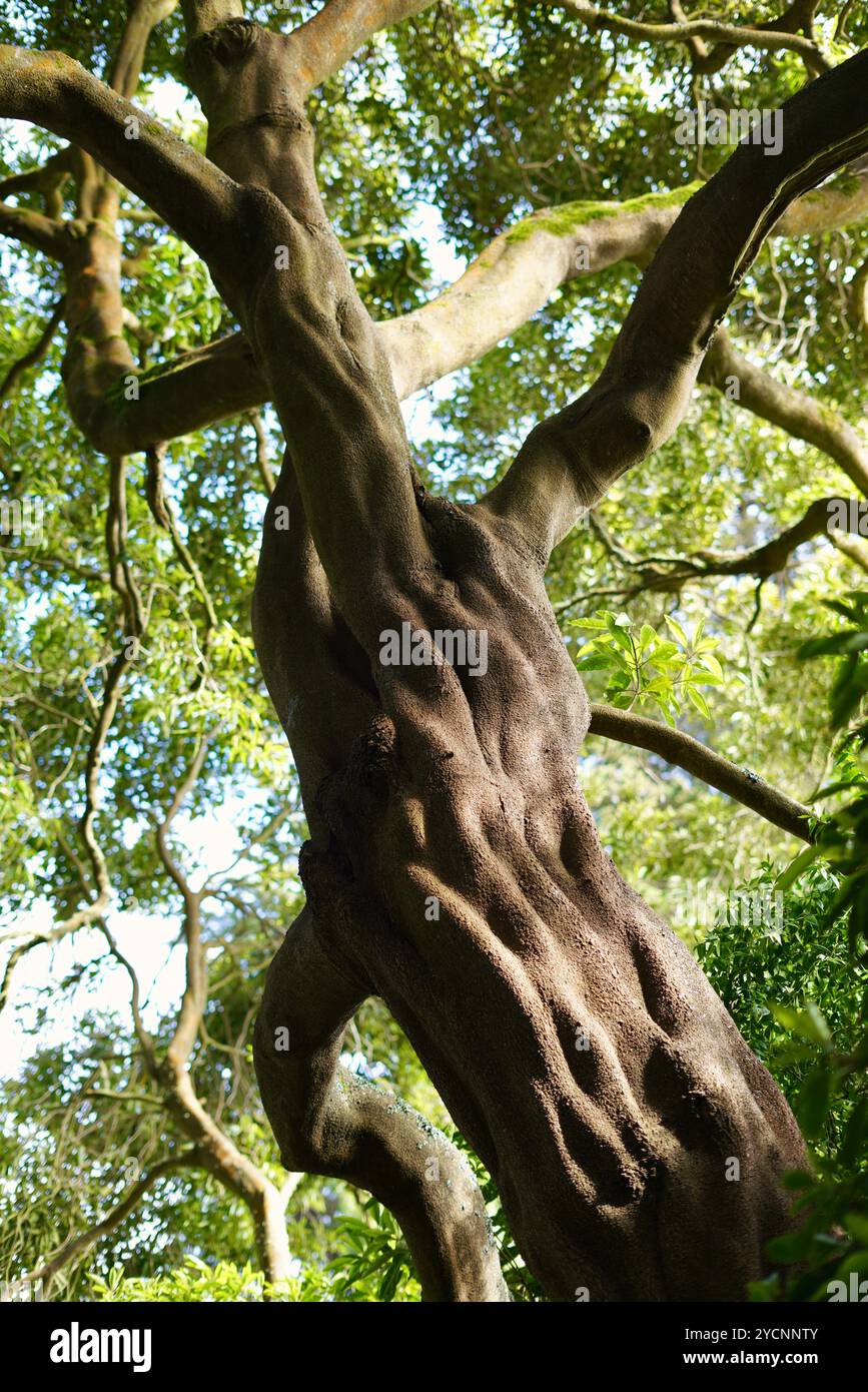 Abstract wavy shapes tree trunk hi-res stock photography and images - Alamy
