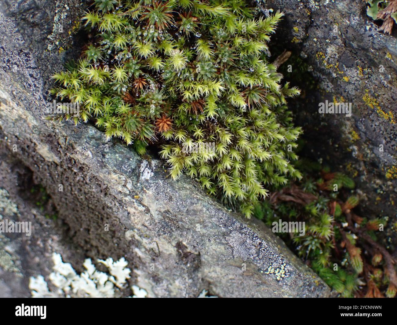 Woolly Fringe-moss (Racomitrium lanuginosum) Plantae Stock Photo - Alamy
