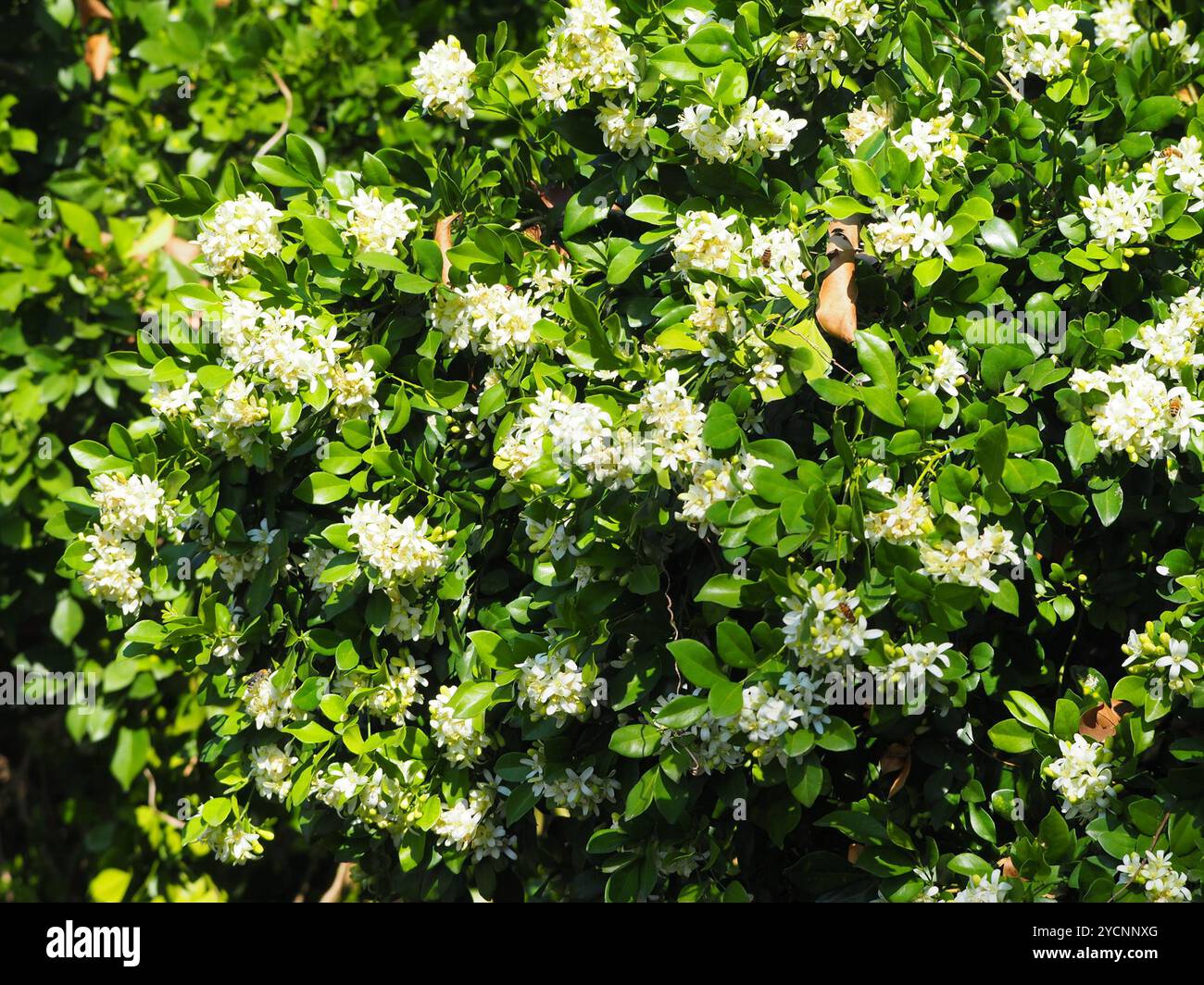 Orange Jasmine (Murraya paniculata) Plantae Stock Photo - Alamy