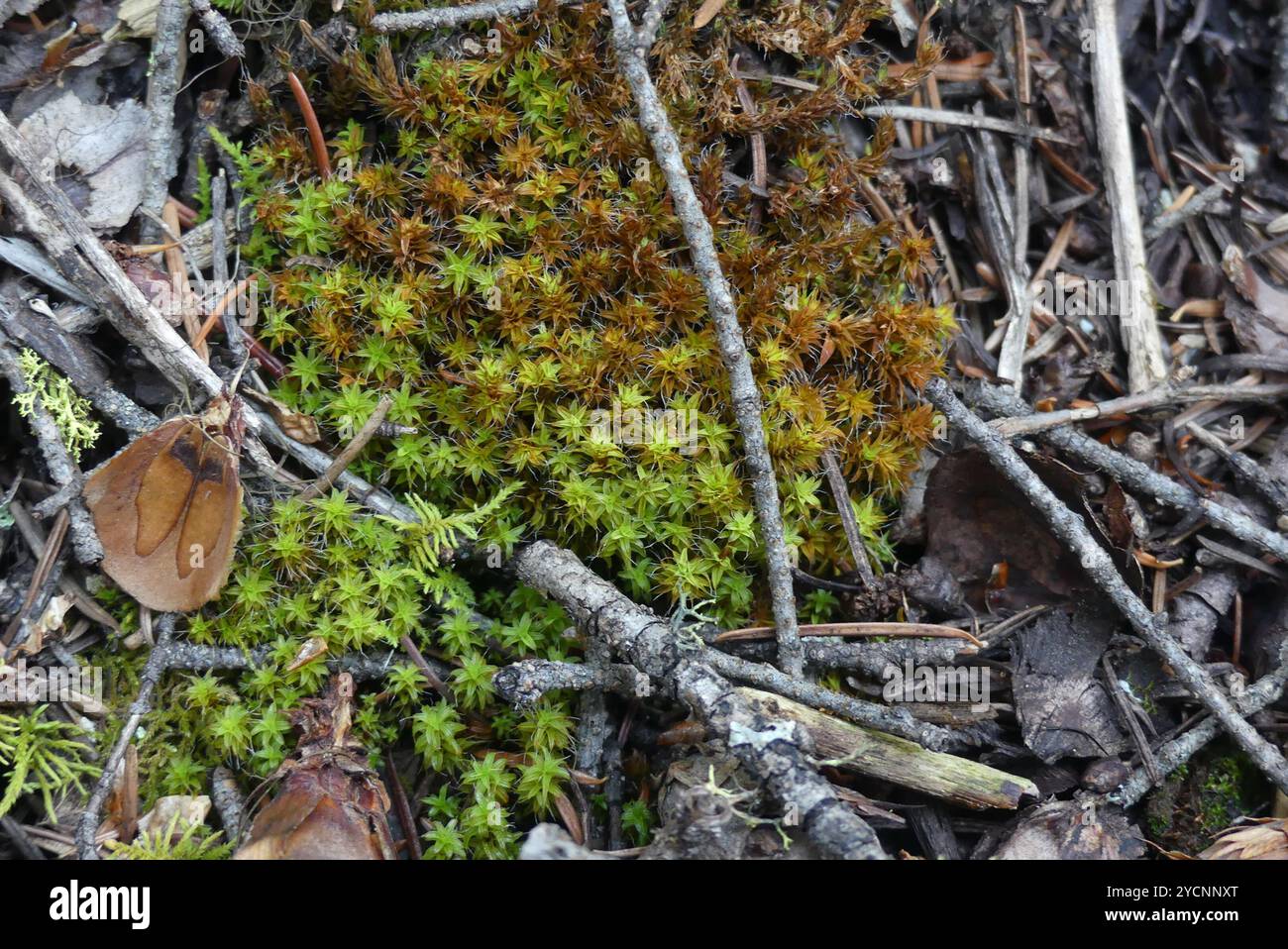 Star Moss (Syntrichia ruralis) Plantae Stock Photo - Alamy