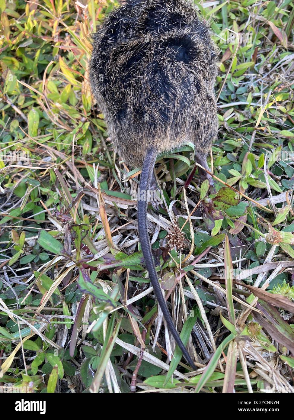 Hispid Cotton Rat (Sigmodon hispidus) Mammalia Stock Photo - Alamy