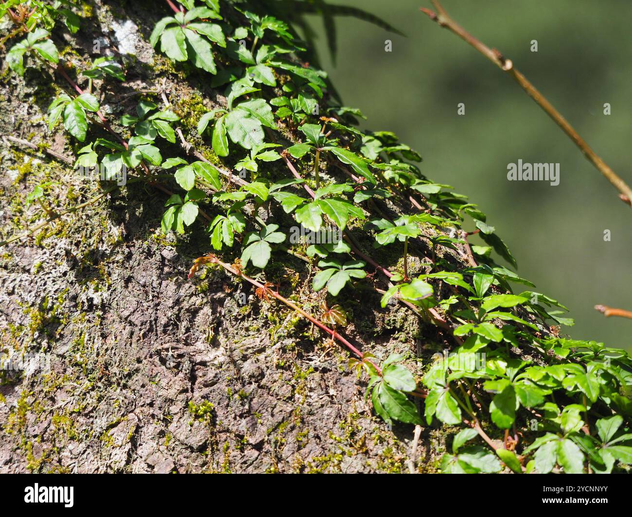 (Tetrastigma obtectum glabrum) Plantae Stock Photo - Alamy
