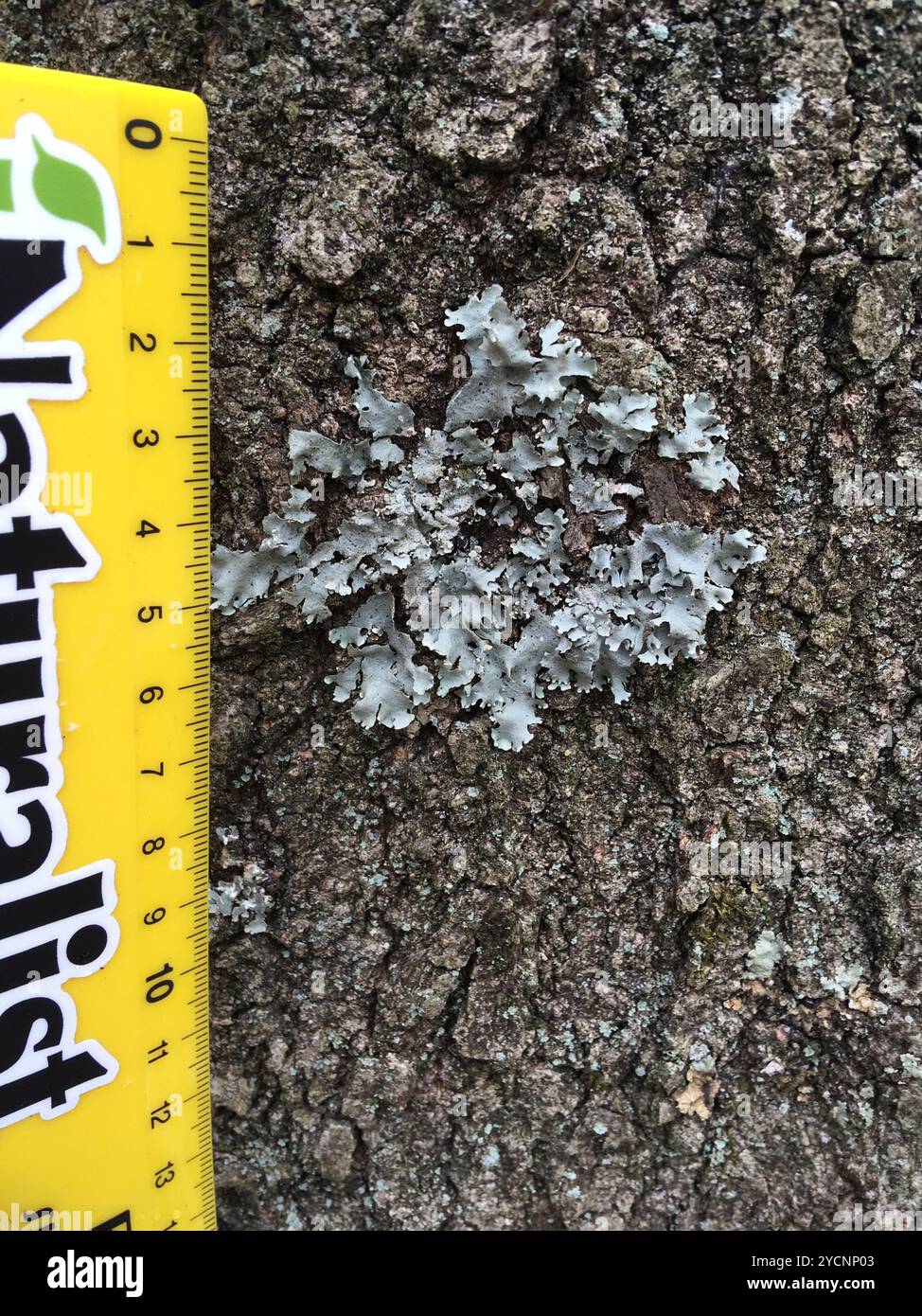 Powdery Axil-bristle Lichen (Myelochroa aurulenta) Fungi Stock Photo ...