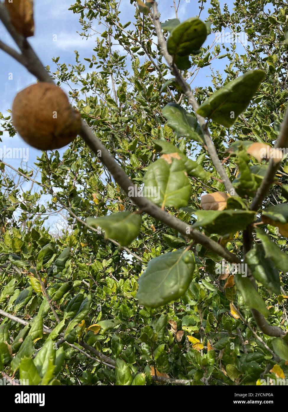 Live Oak Apple Gall Wasp (Amphibolips quercuspomiformis) Insecta Stock ...