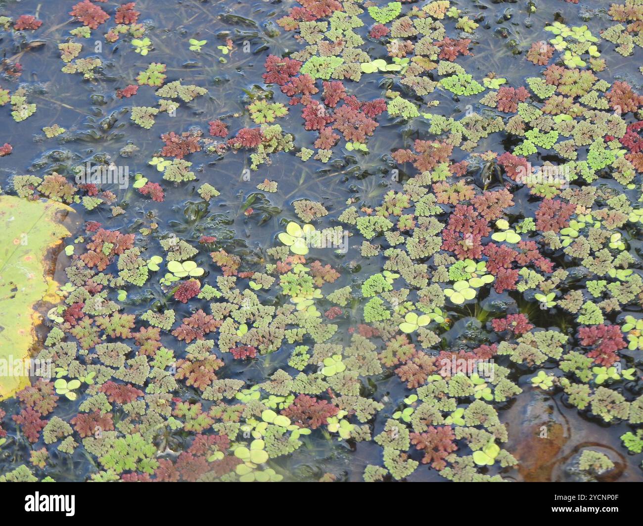 water fern (Azolla filiculoides) Plantae Stock Photo - Alamy