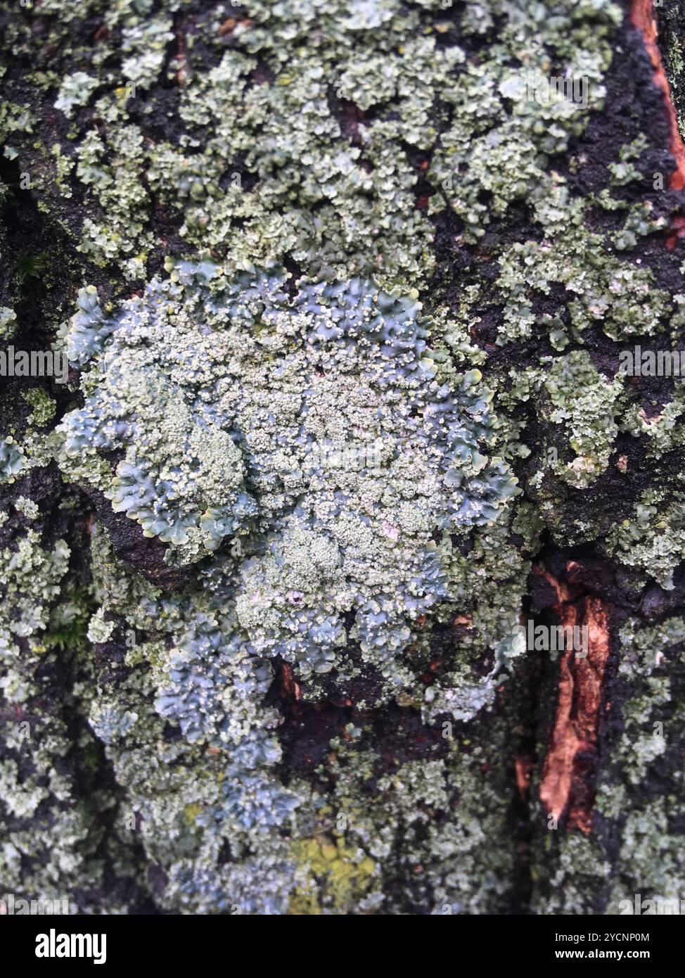Speckled Shield Lichens (Punctelia) Fungi Stock Photo - Alamy