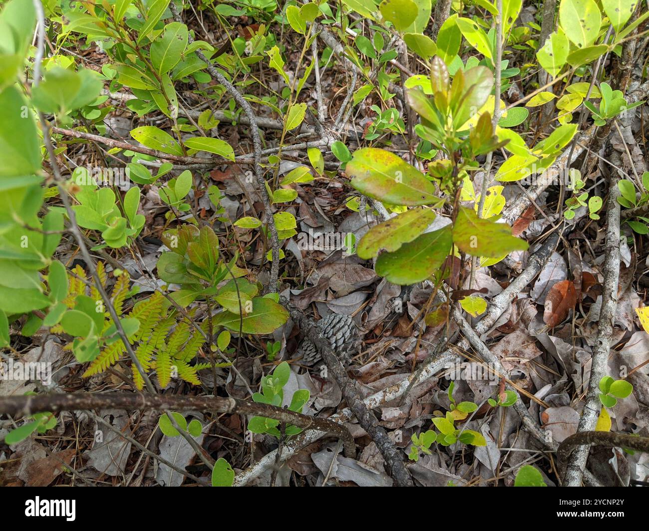 southern bayberry (Morella caroliniensis) Plantae Stock Photo - Alamy