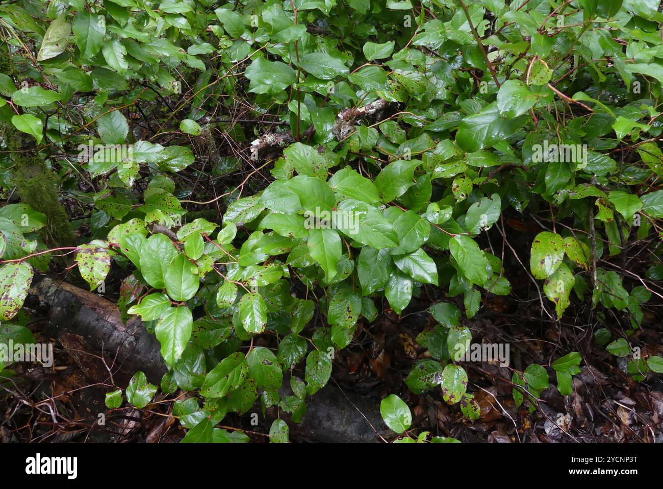 salal (Gaultheria shallon) Plantae Stock Photo - Alamy