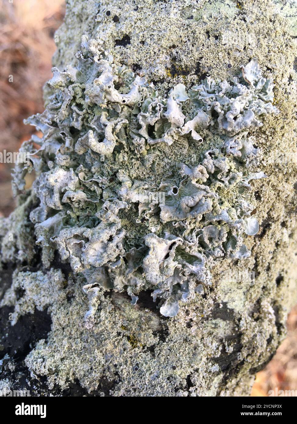 typical shield lichens (Parmelioideae) Fungi Stock Photo - Alamy